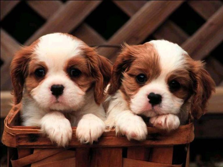 HIGH DEFINITION DOG WALLPAPERS - Free Download HD Wallpapers